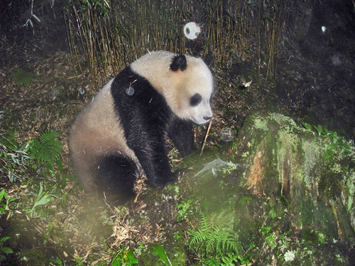 Pandas in the Wild Filmed by WWF Camera Traps Offer Rare Glimpse of ...
